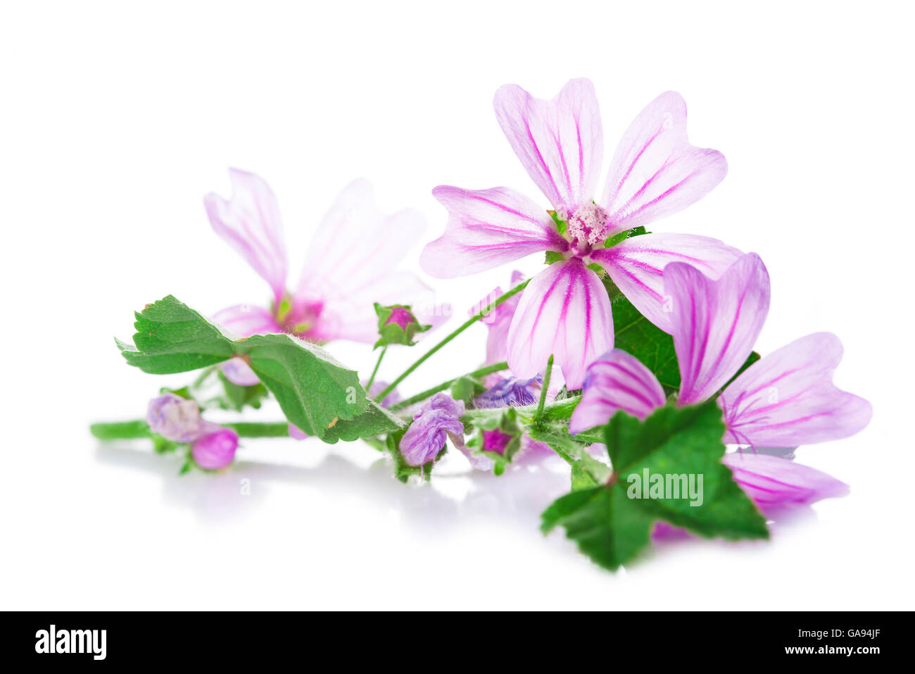 Bunch of mallow or malva flowers isolated on a white background Stock ...