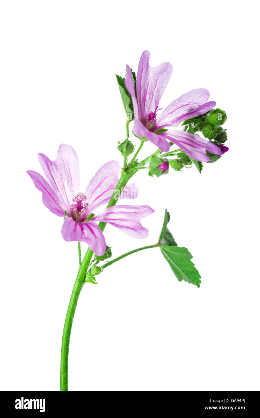 Bunch of mallow or malva flowers isolated on a white background Stock ...