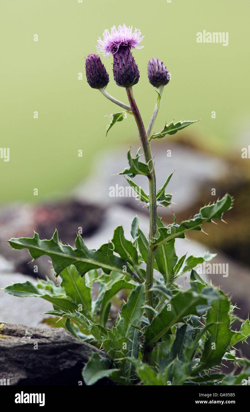 Thistle - Scottish Borders Stock Photo - Alamy