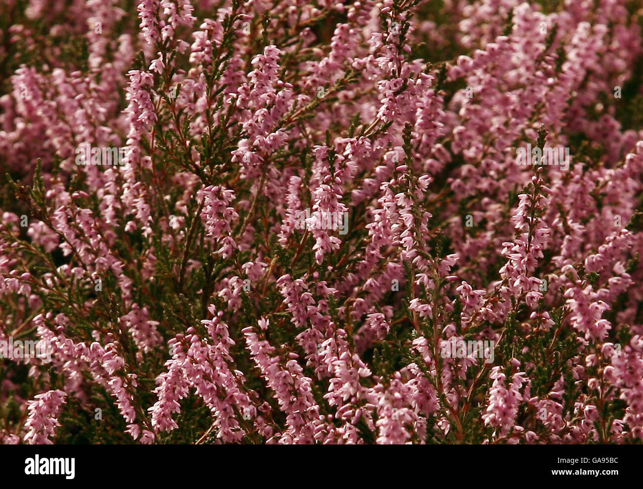 Scottish Borders Feature. Heather in the Scottish Borders Stock Photo ...