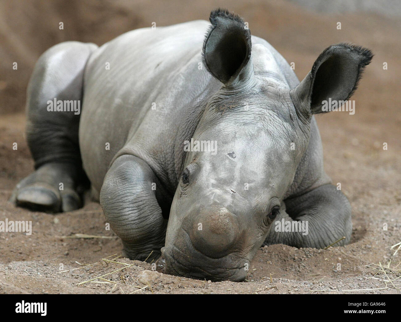 Baby african white rhino makes public debut hi-res stock photography ...