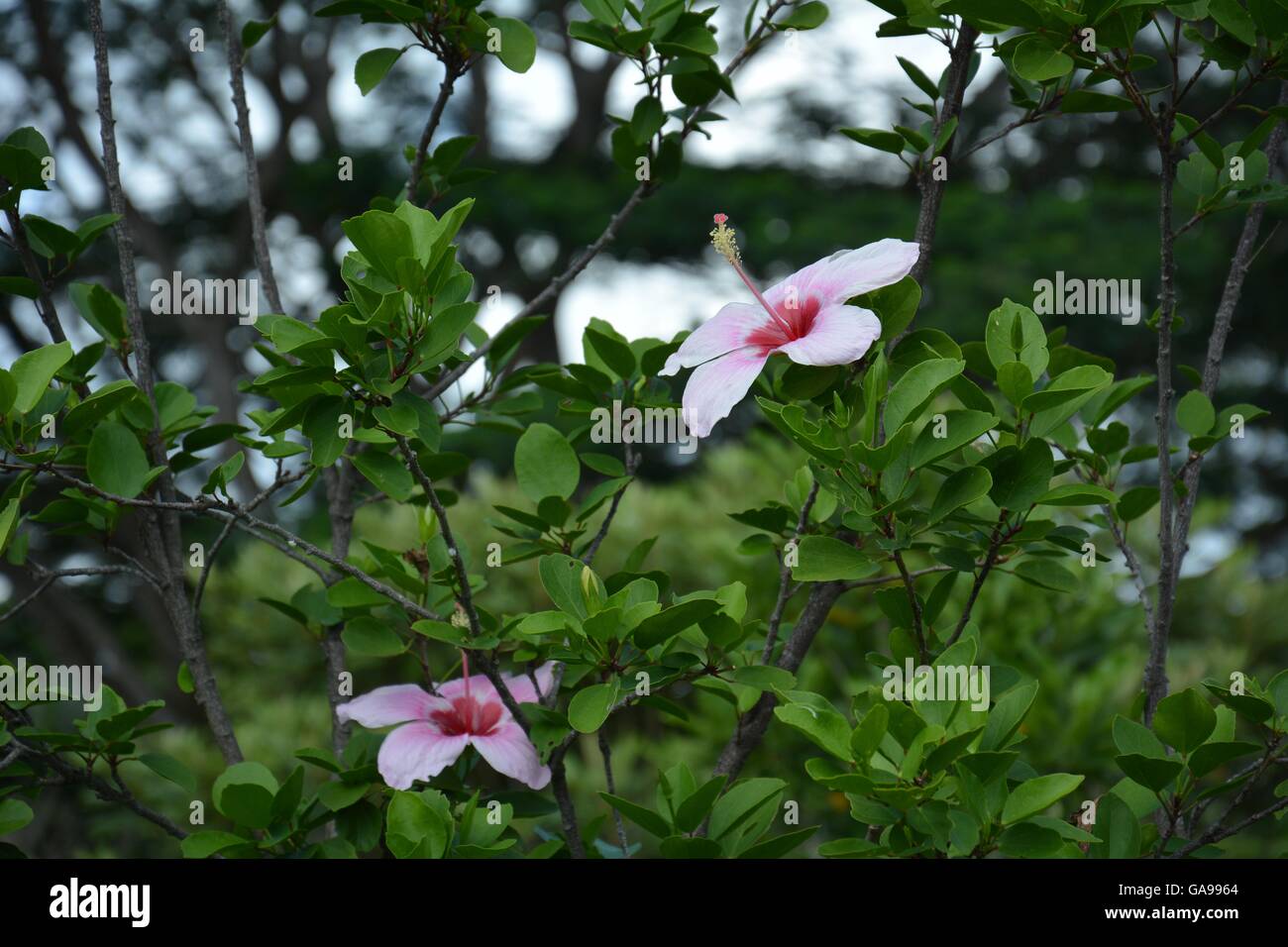 Mauritius flower hi-res stock photography and images - Alamy