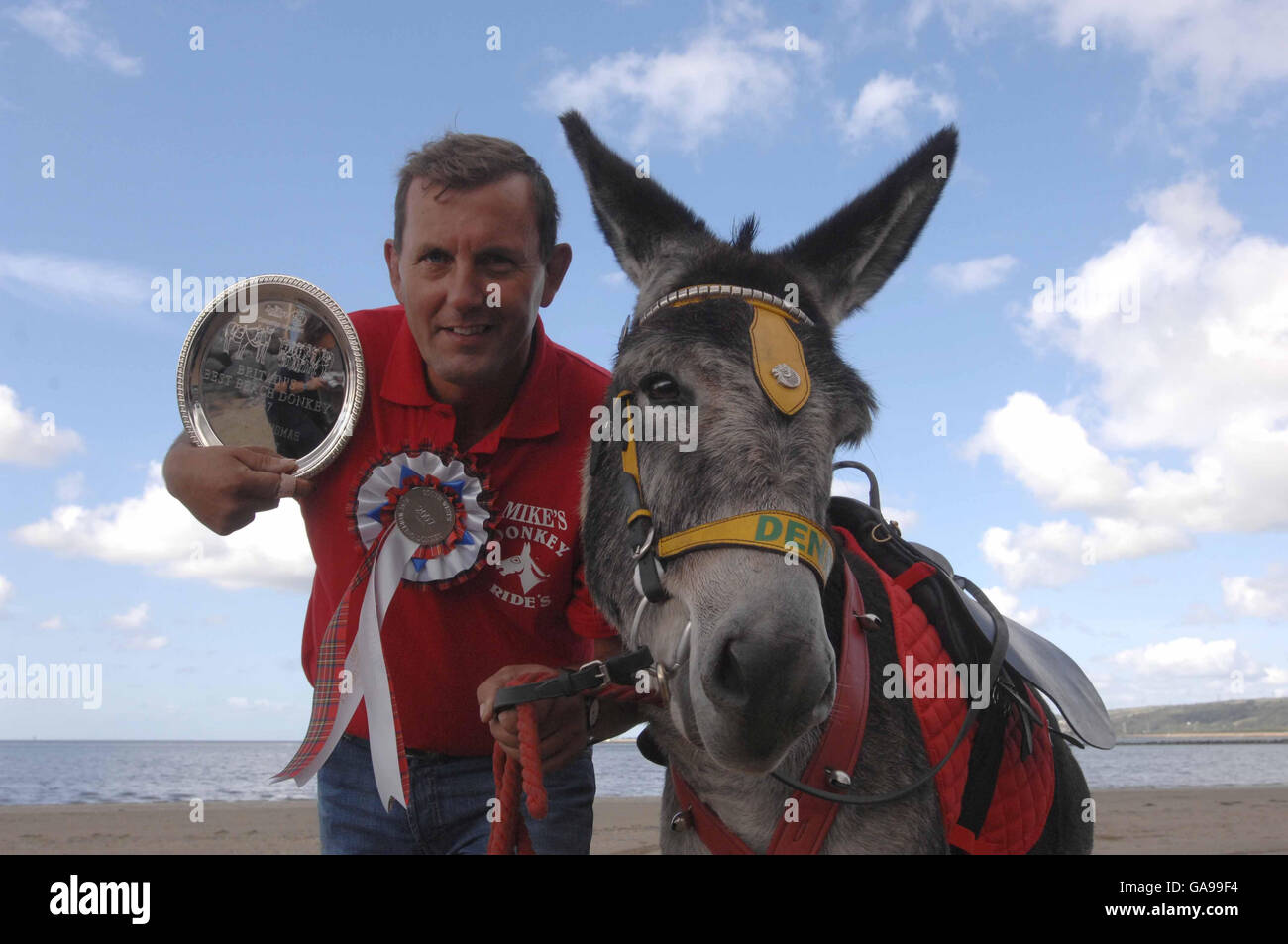 Dennis the donkey wins award Stock Photo - Alamy