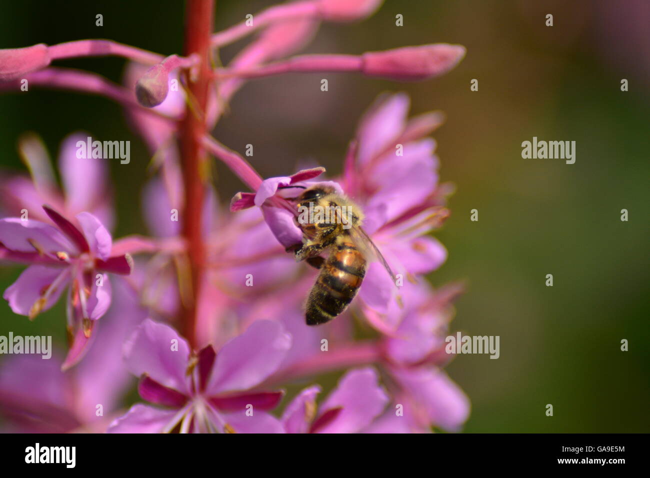 bees are buzzing Stock Photo - Alamy