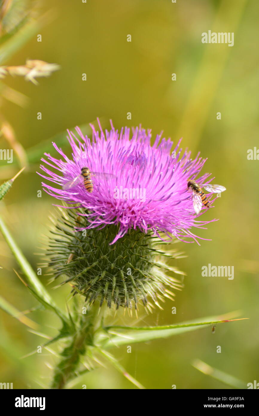 thistle with insect Stock Photo - Alamy