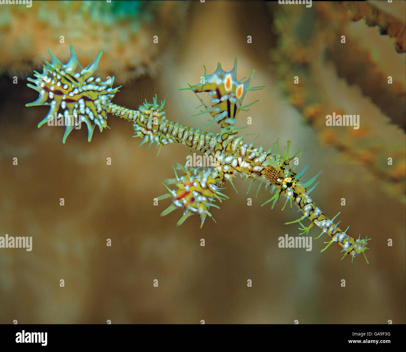 Pipefish hi-res stock photography and images - Alamy