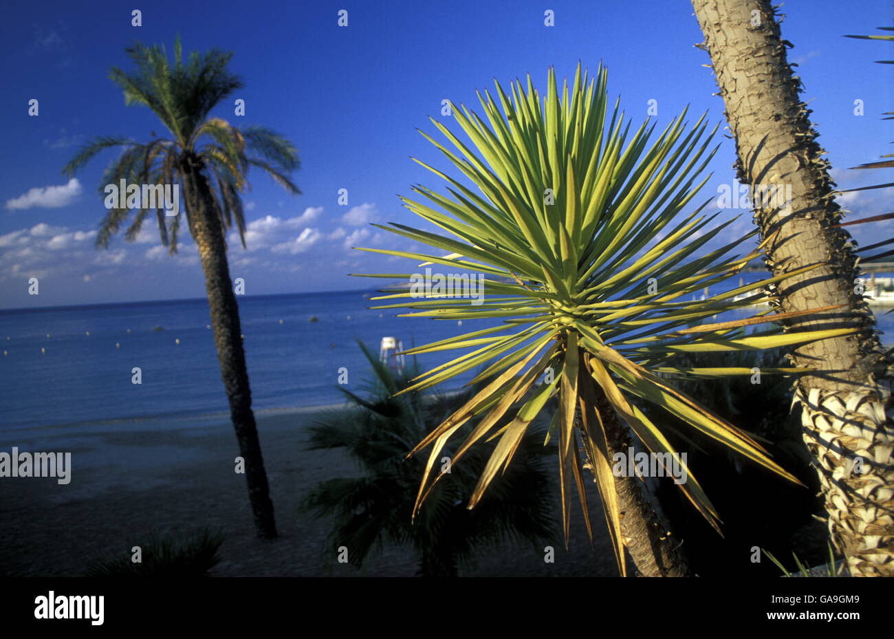 Lattakia hi-res stock photography and images - Alamy