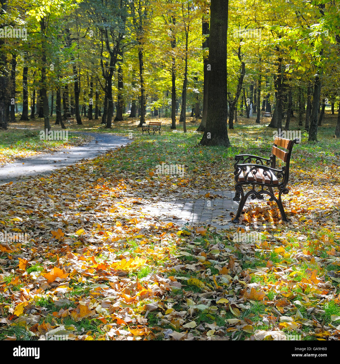 autumn park with paths and benches Stock Photo - Alamy