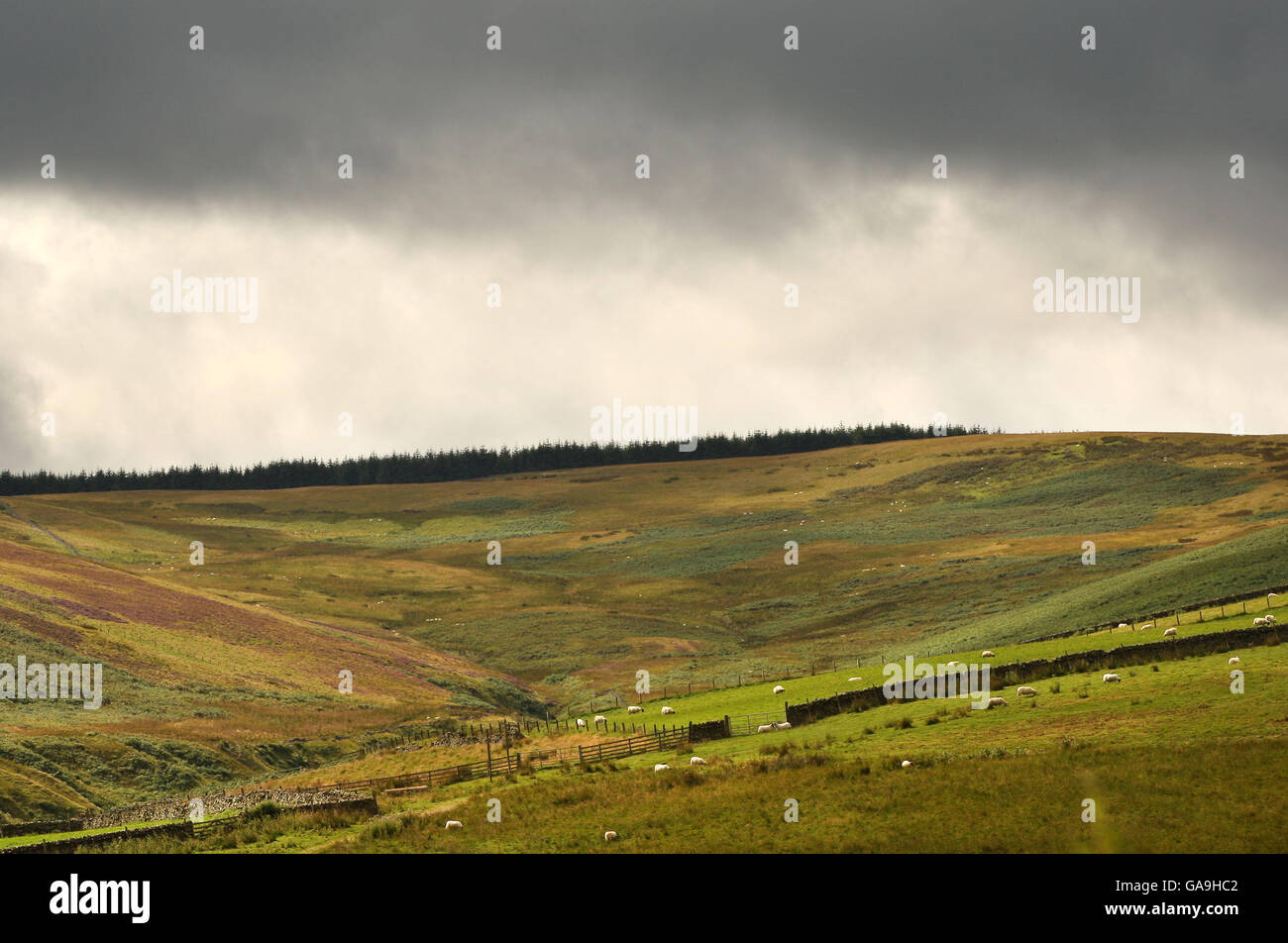 Farm land in the Scottish Borders Stock Photo - Alamy