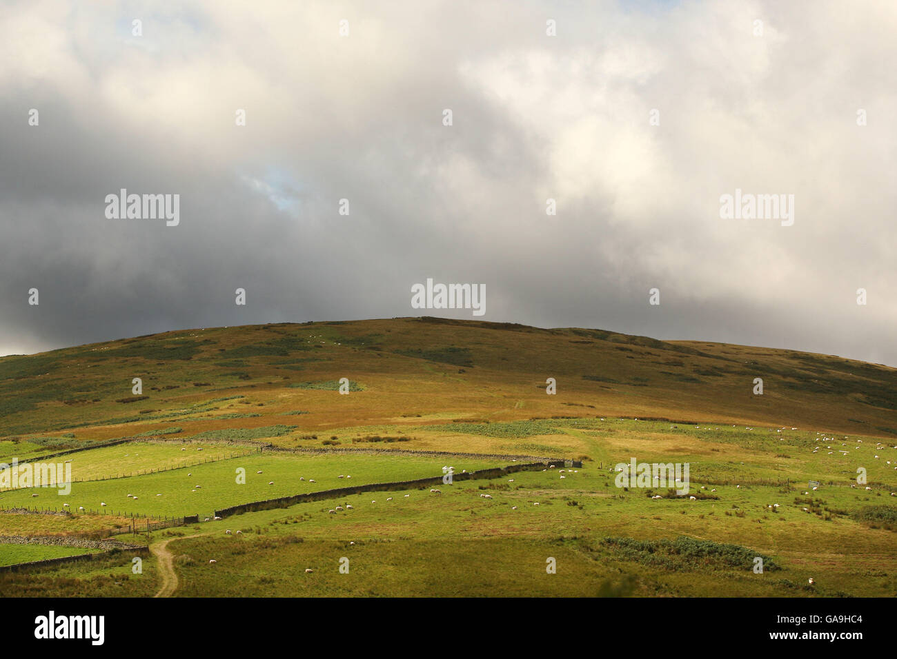 Farm land in the Scottish Borders Stock Photo - Alamy