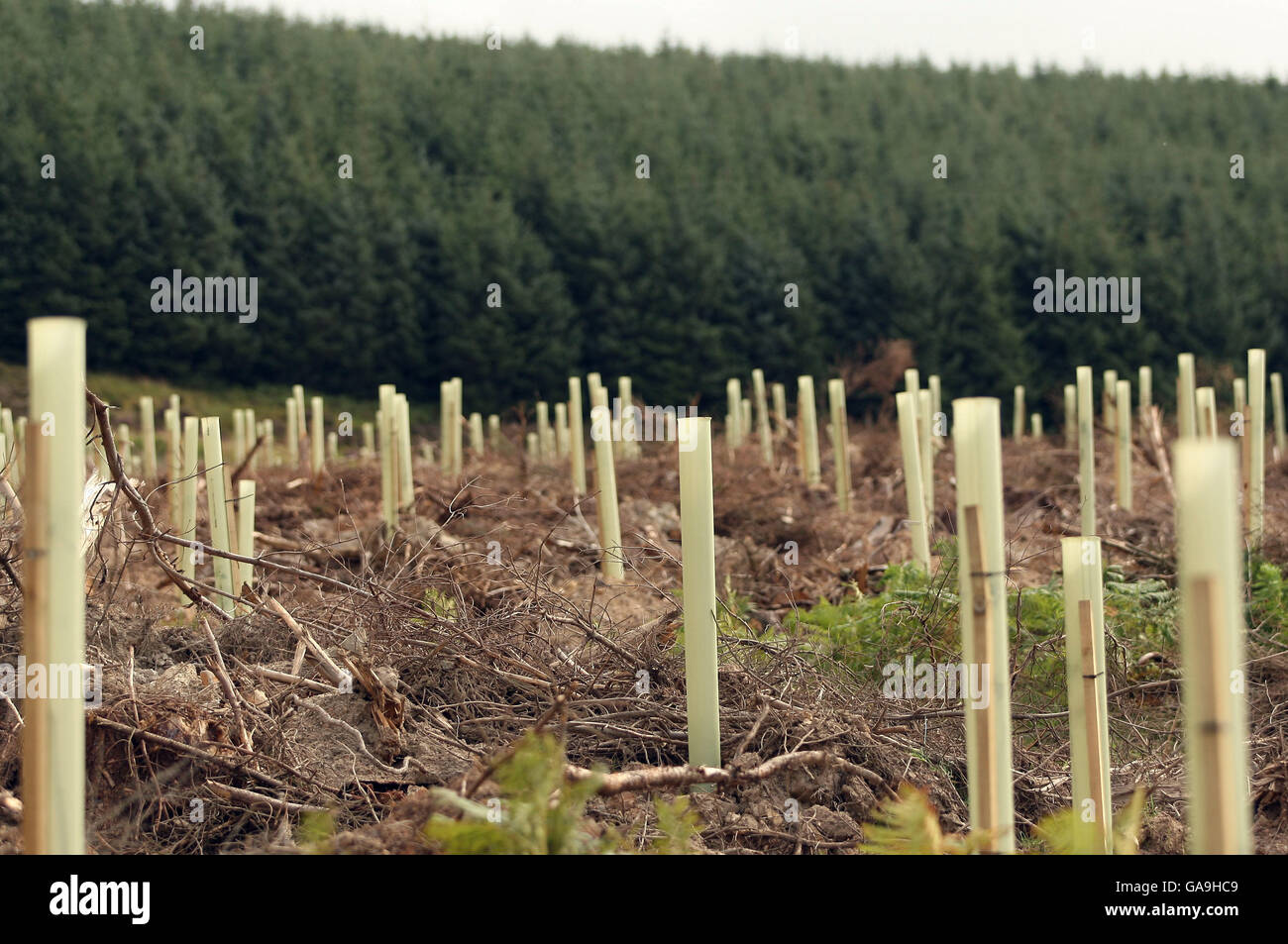 Scottish Borders Feature. New trees in the Scottish Borders Stock Photo ...