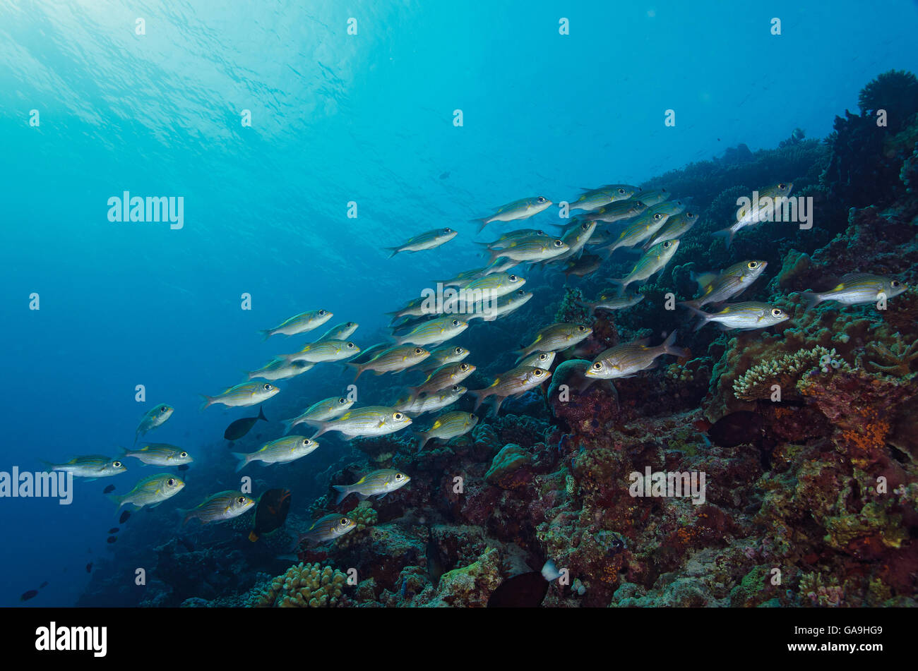 Striped sea bream fish hi-res stock photography and images - Alamy