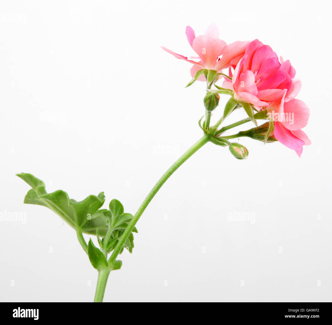 Geranium Pelargonium Flowers Stock Photo - Alamy