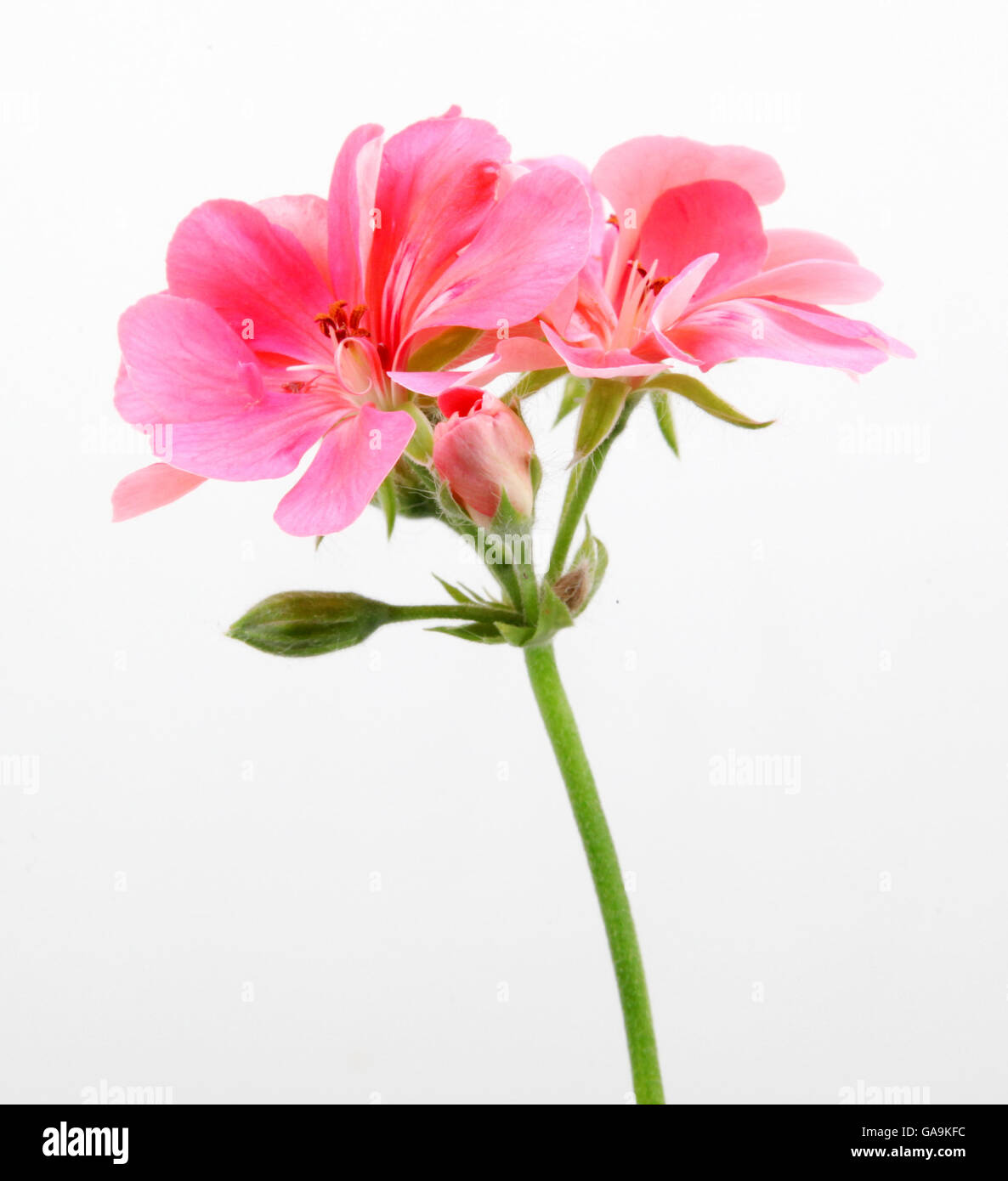 Geranium Pelargonium Flowers Stock Photo - Alamy
