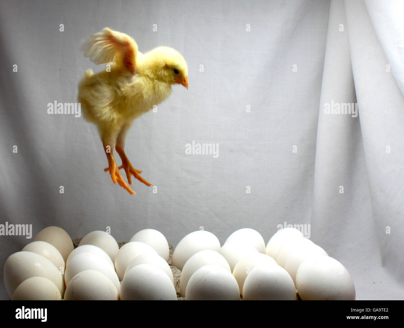 Chicken feet eggs hi-res stock photography and images - Alamy