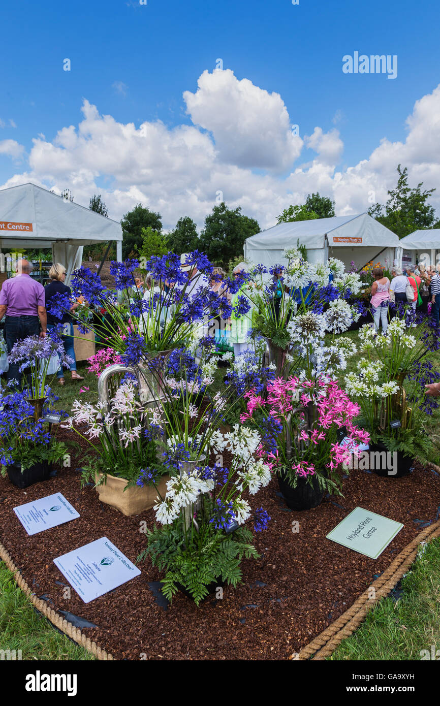 Colourful Display of Agapanthus at Flower Show Stock Photo - Alamy