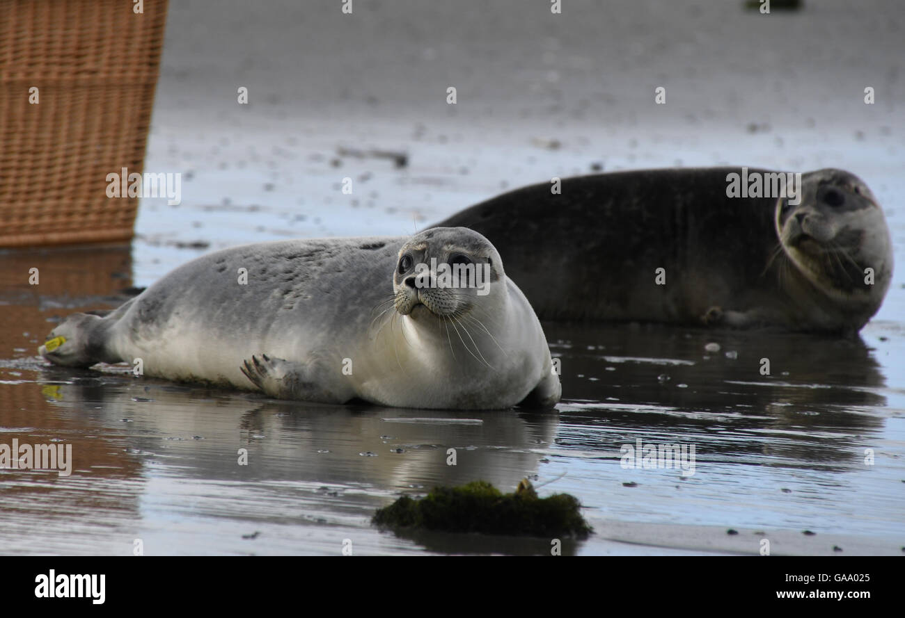 Two seals being released together with other seals into the wild at the ...