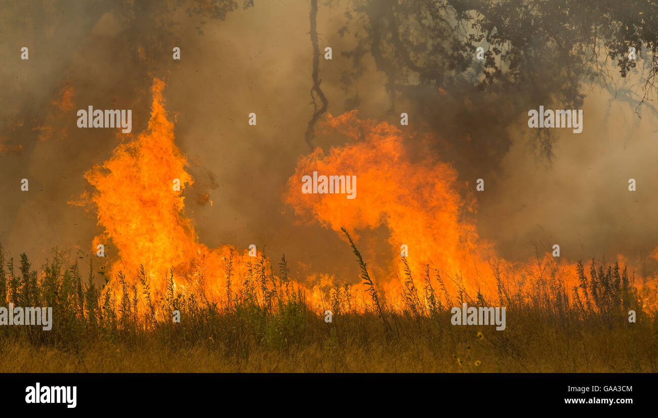 Modesto, CA, USA. 3rd Aug, 2016. A large wall of fire burns along the ...