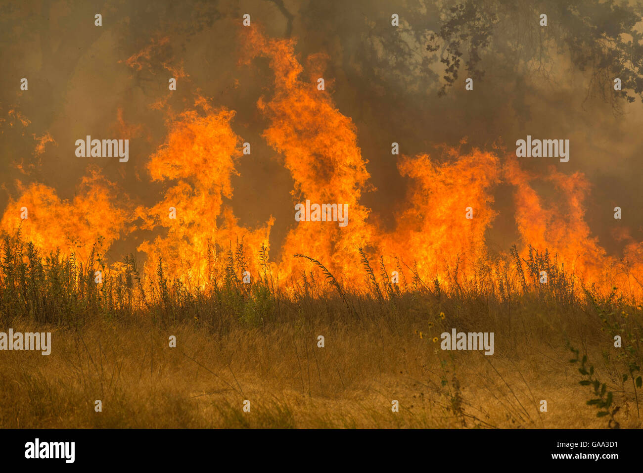 Modesto, CA, USA. 3rd Aug, 2016. A large wall of fire burns along the ...