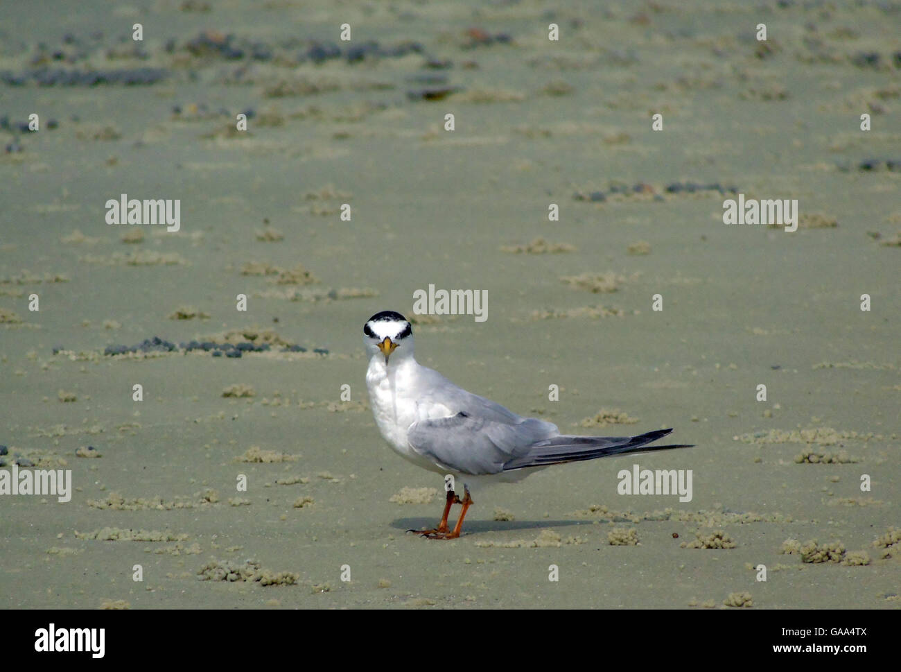 Bintan, Indonesia. 5th August, 2016. : The common tern (Sterna hirundo ...