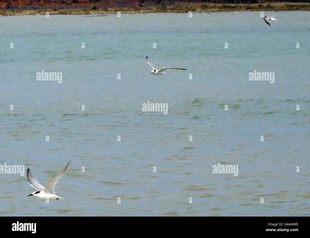 Sternidae family hi-res stock photography and images - Alamy