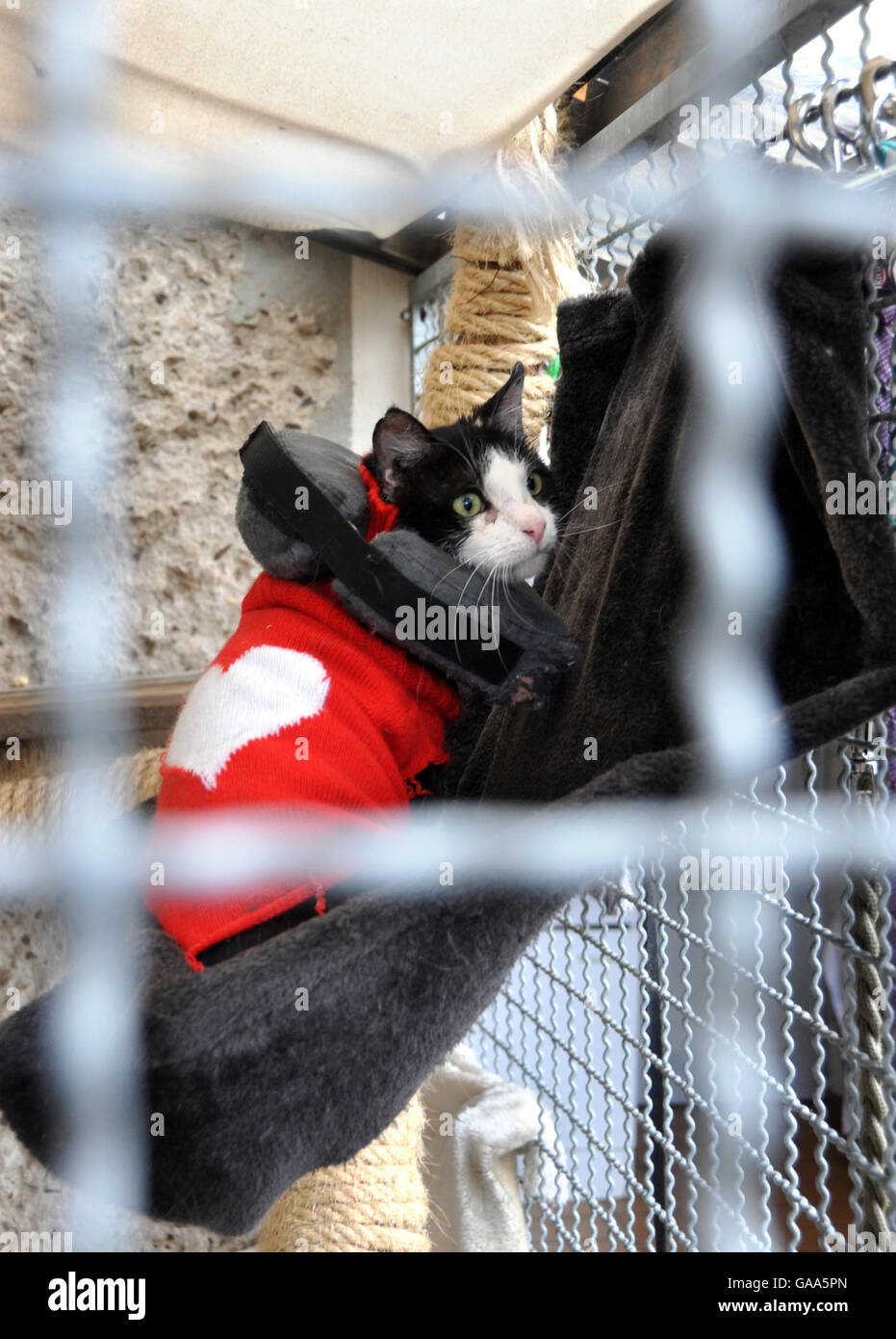 Schmidtchen the tomcat wearing a roll-neck sweater and a neck protector ...