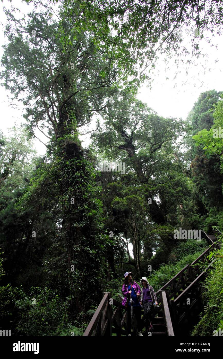 Ali Mountain, China's Taiwan. 5th Aug, 2016. Tourists climb down from ...