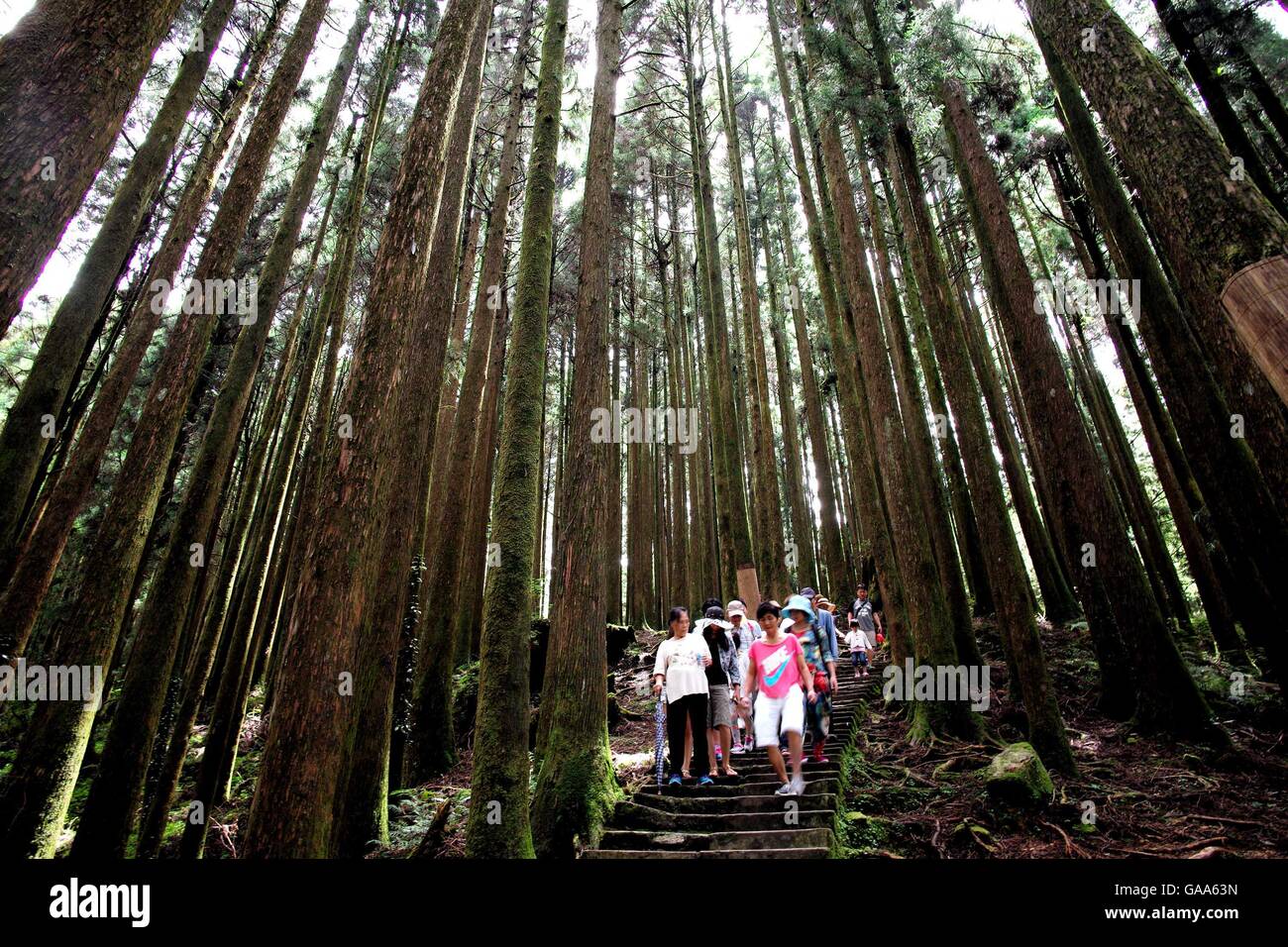 Ali Mountain, China's Taiwan. 5th Aug, 2016. Tourists walk amid trees ...