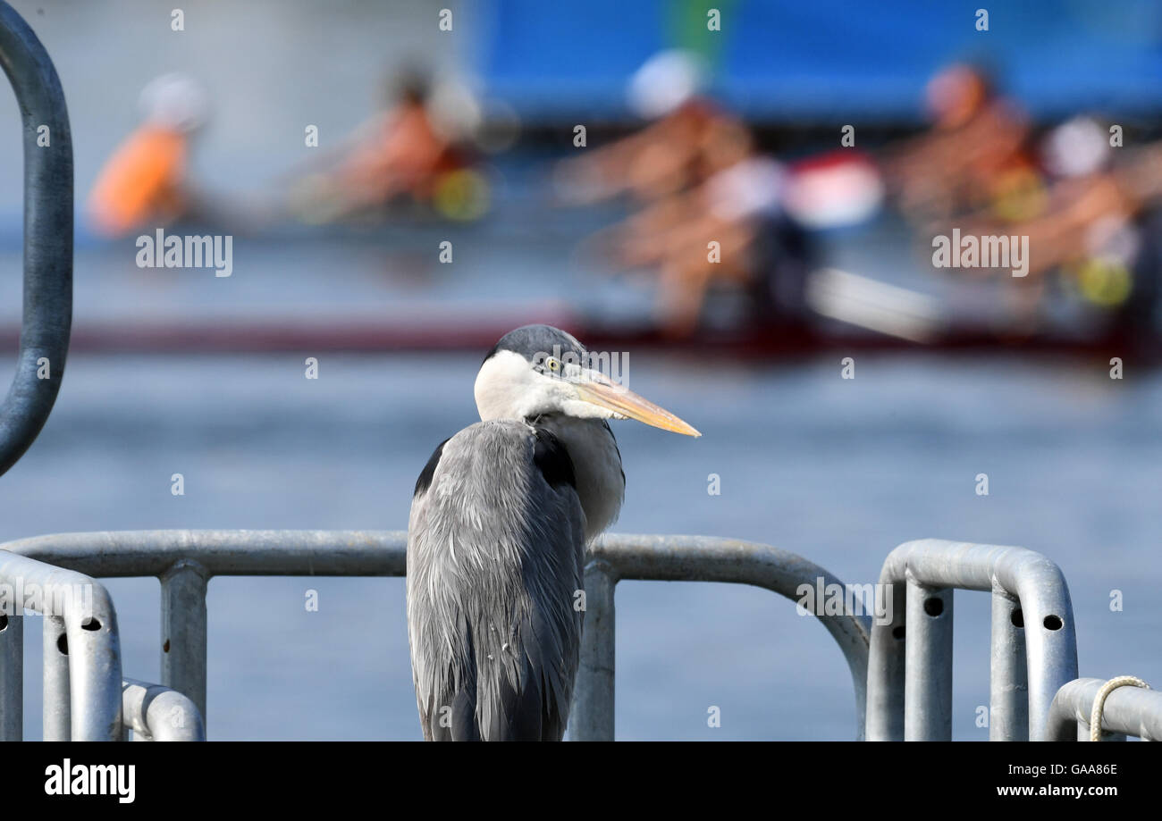 Rio de Janeiro, Brazil. 5th Aug, 2016. A grey bird Garca sits a on a TV ...