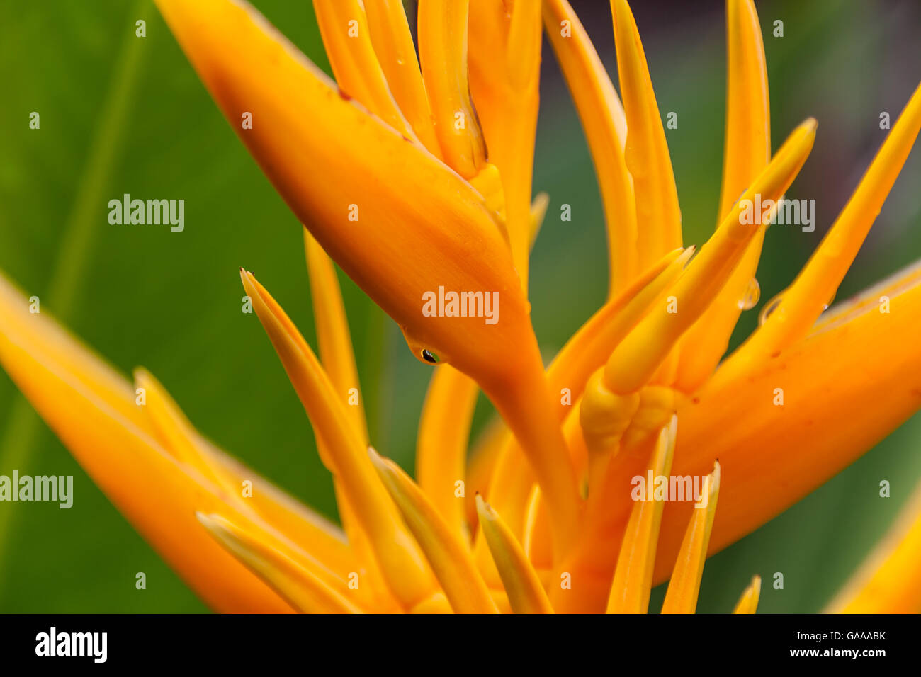 Heliconia Psittacorum, golden torch flower on Borneo, Malaysia Stock ...
