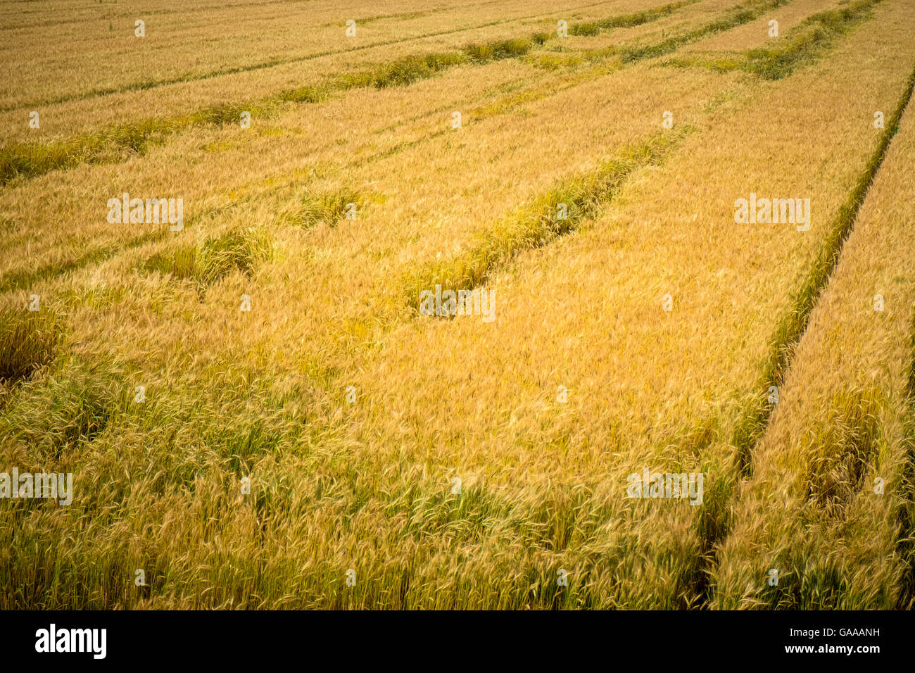Switzerland, Canton Ticino, Gudo, landscape, wheat Stock Photo - Alamy