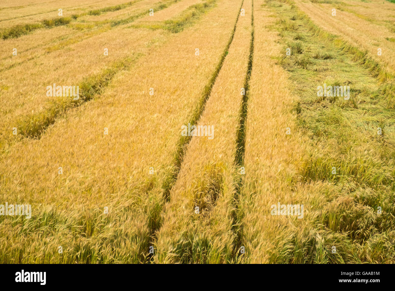 Switzerland, Canton Ticino, Gudo, landscape, wheat Stock Photo - Alamy