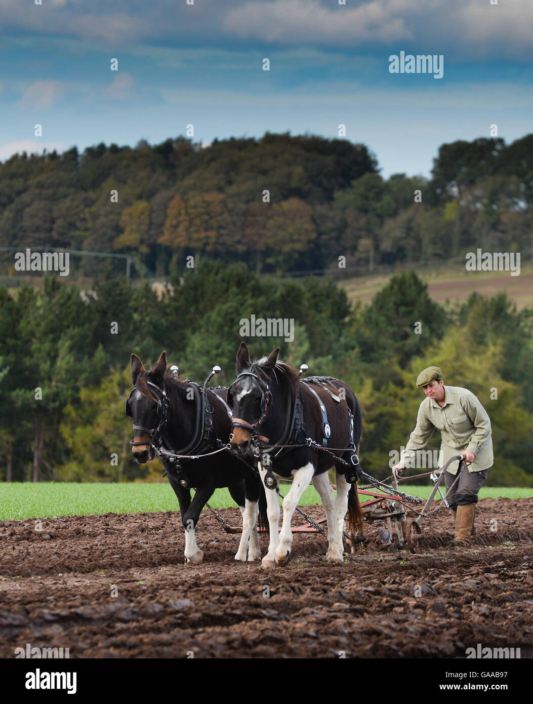 A woman ploughing with a team of donkeys Stock Photo - Alamy