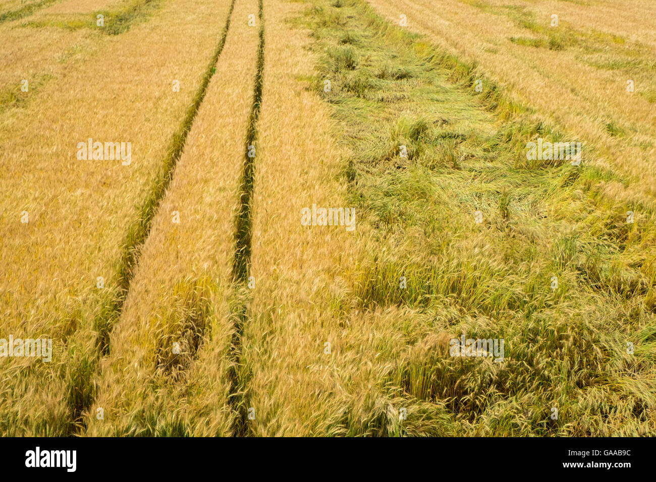 Switzerland, Canton Ticino, Gudo, landscape, wheat Stock Photo - Alamy