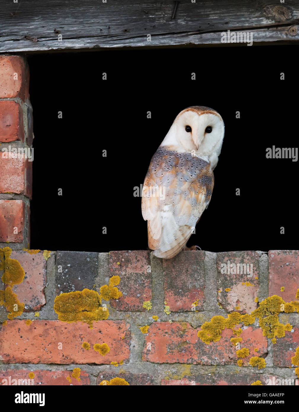 A wild Barn Owl Tyto Alba at entrance to it's nest site with a classic ...