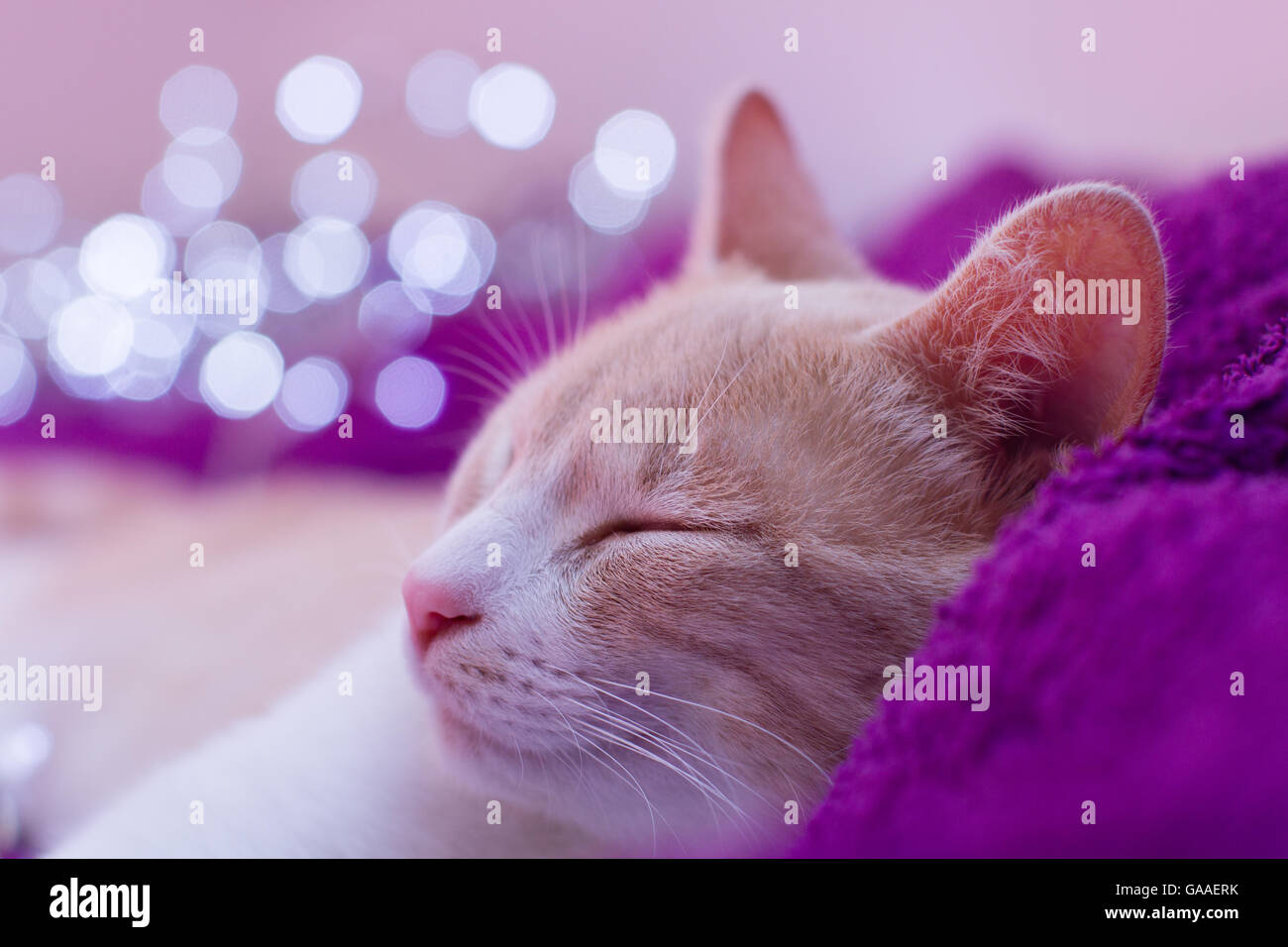 Sleeping beauty cat hi-res stock photography and images - Alamy