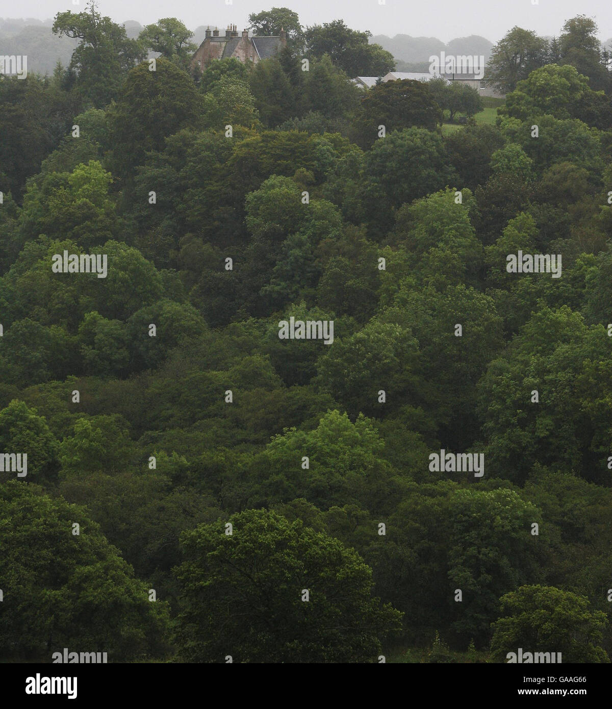 Jerviswood hi-res stock photography and images - Alamy