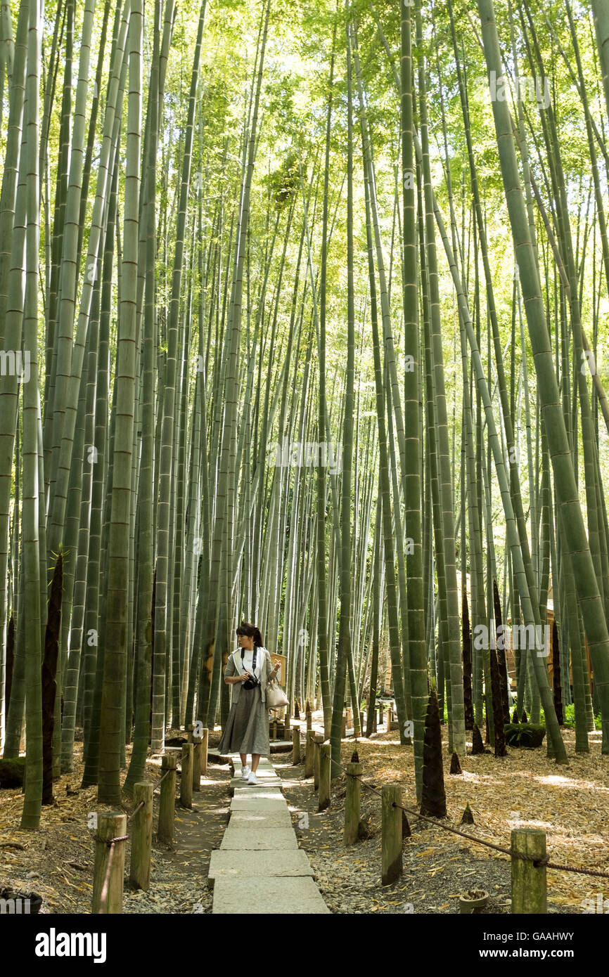 Visitors at the Bamboo temple, or Hōkoku-ji, in Kamakura, Japan Stock ...
