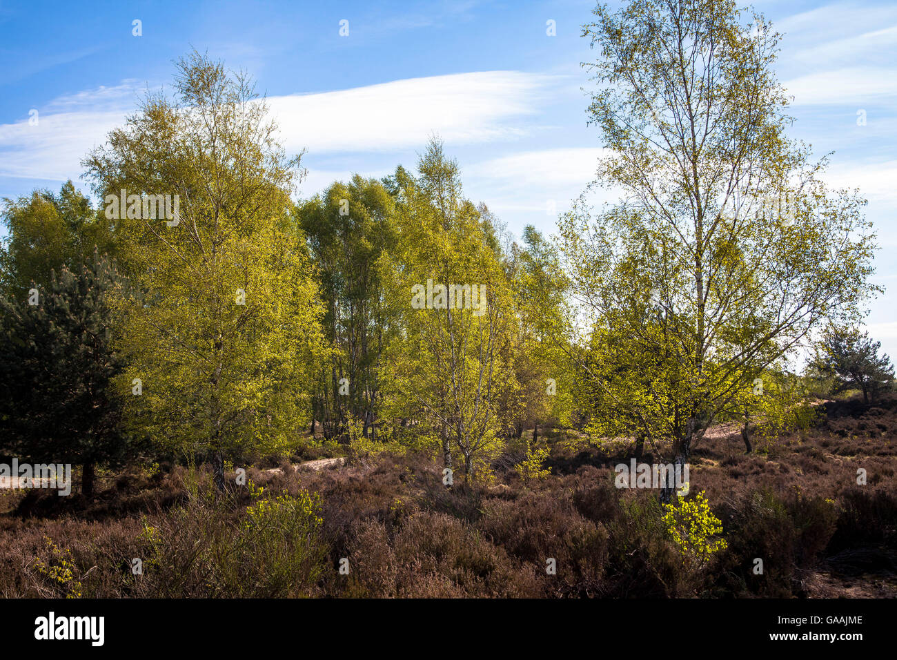 Germany, Troisdorf, North Rhine-Westphalia, birch trees in the Wahner ...
