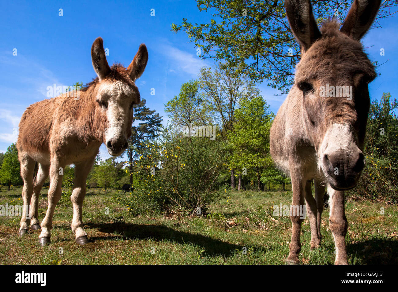 Germany, Troisdorf, North Rhine-Westphalia, donkeys in the Wahner Heath ...