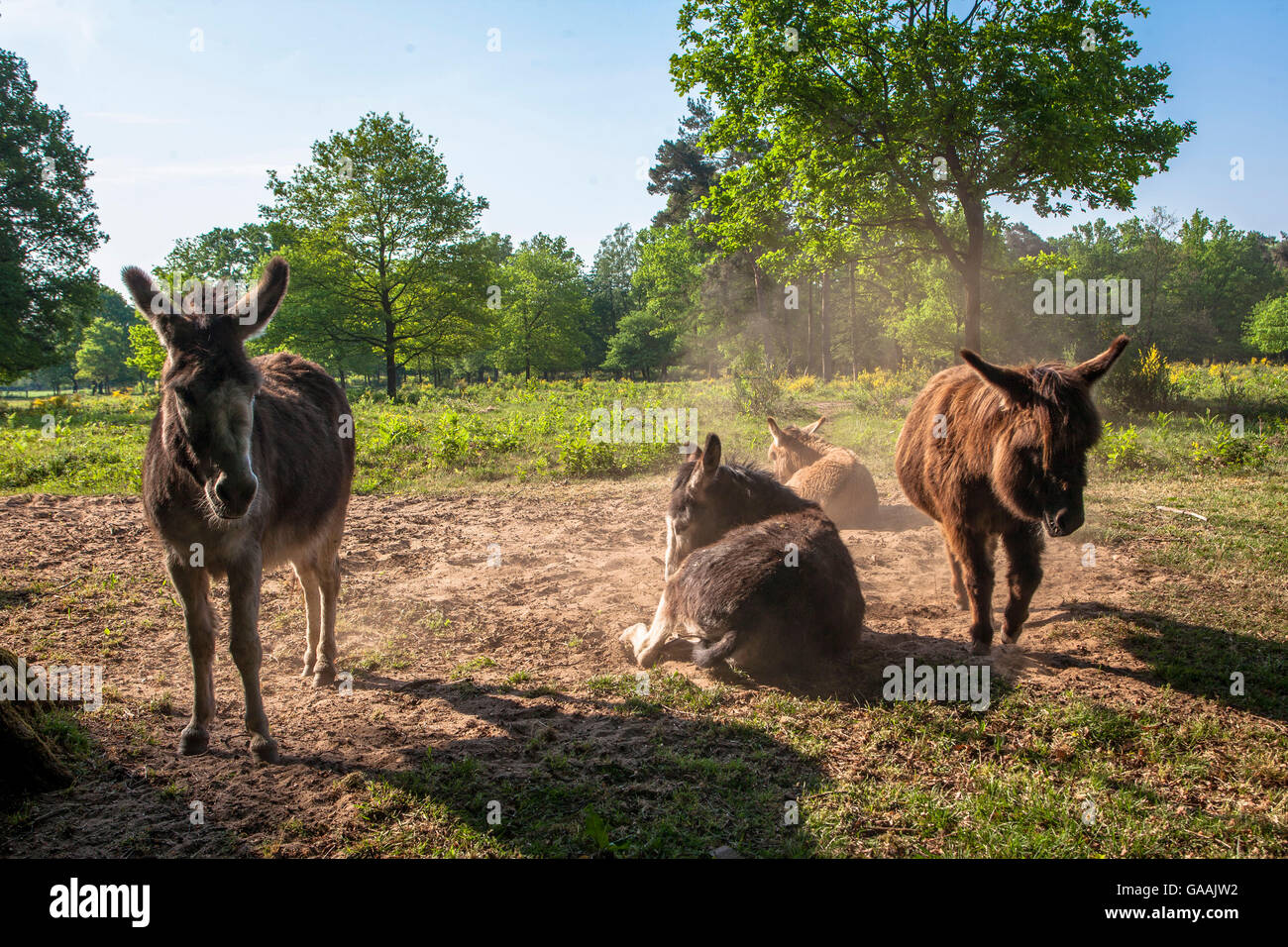 Donkeys hi-res stock photography and images - Alamy