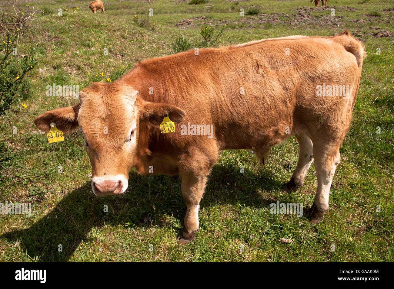 Huftiere hi-res stock photography and images - Alamy