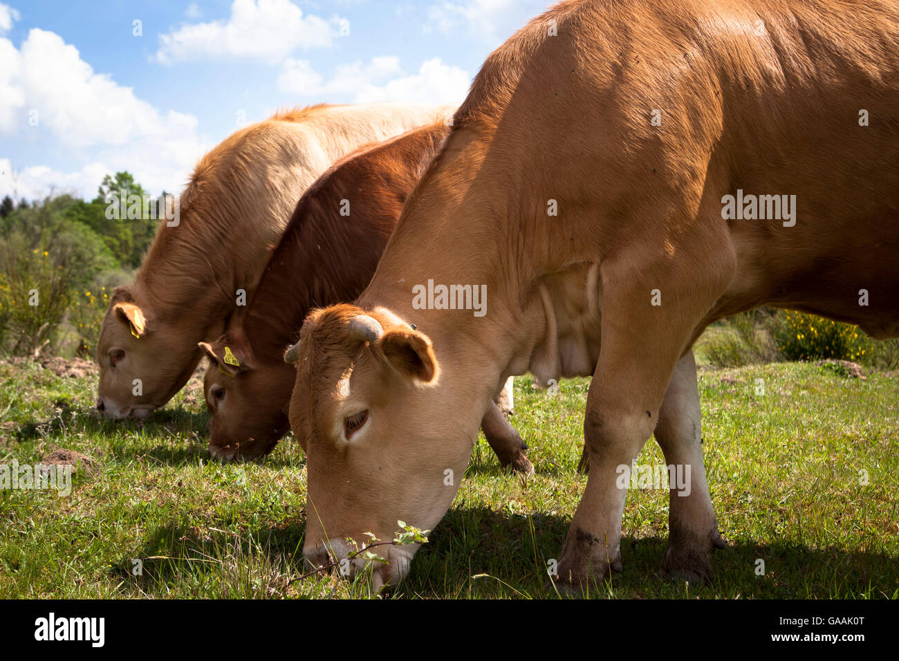 Glanrind hi-res stock photography and images - Alamy