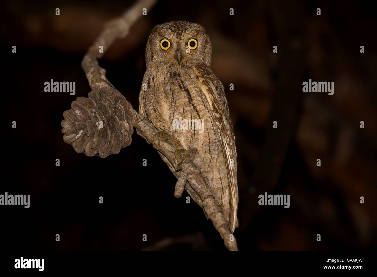 Eurasian Scops Owl perched Stock Photo - Alamy