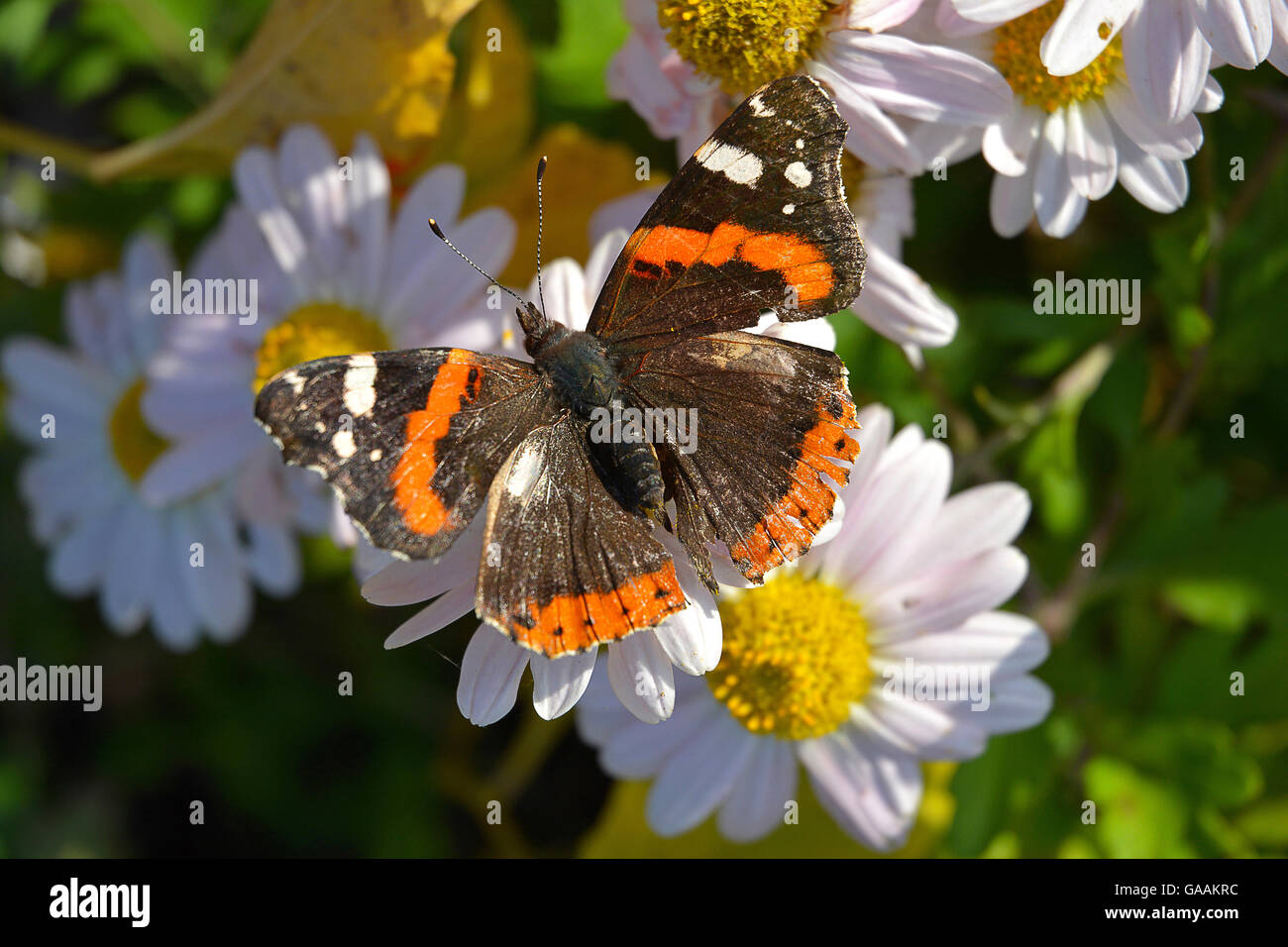 Daisy with butterfly hi-res stock photography and images - Alamy