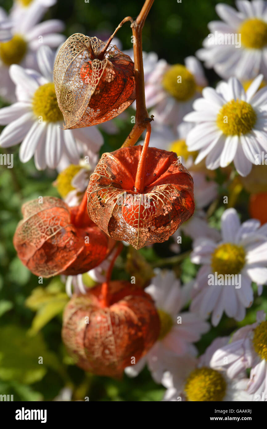 Close up of daisy flower and butterfly Stock Photo - Alamy