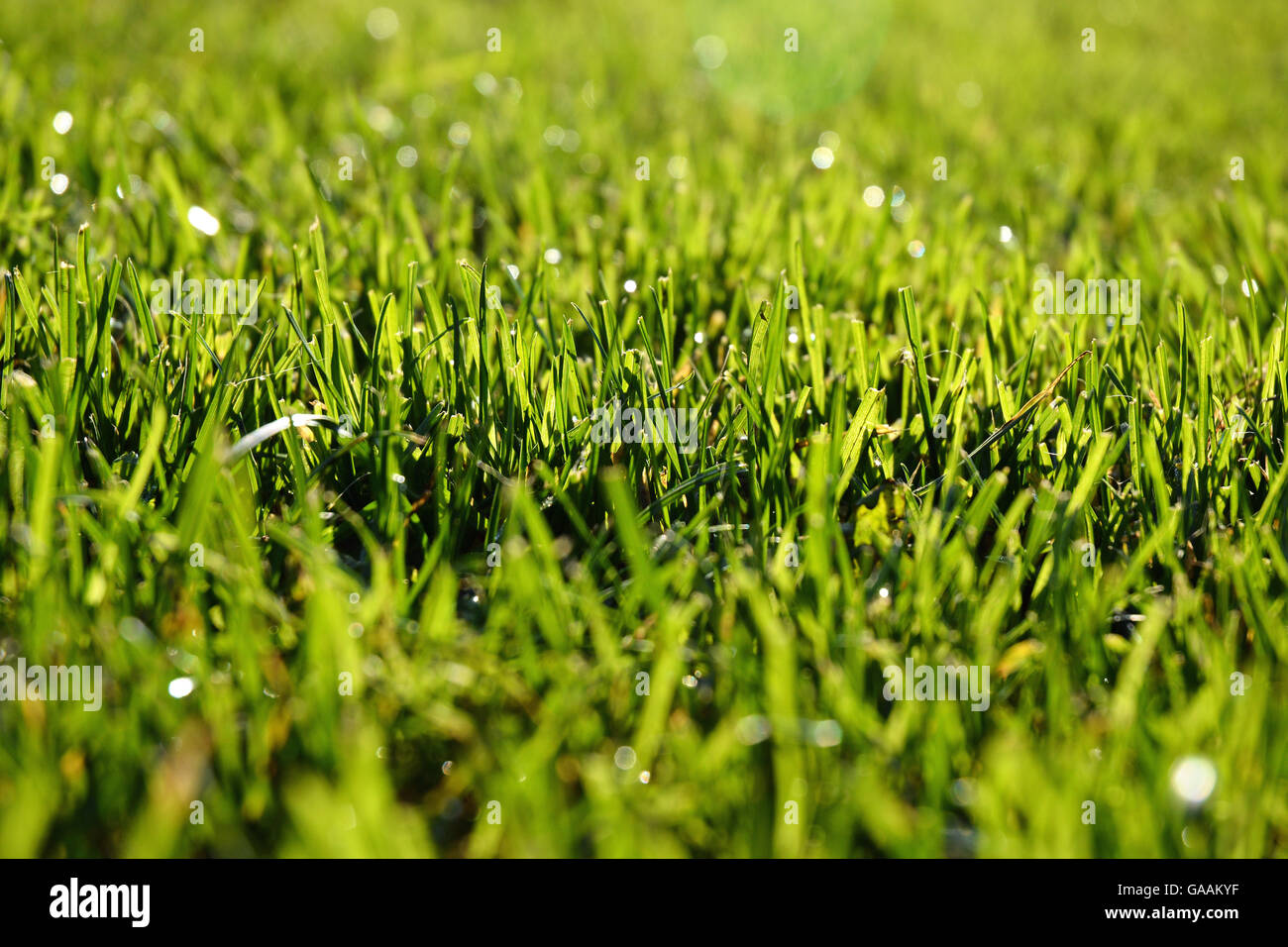 Close-up of grass in de rain with raindrops Stock Photo - Alamy