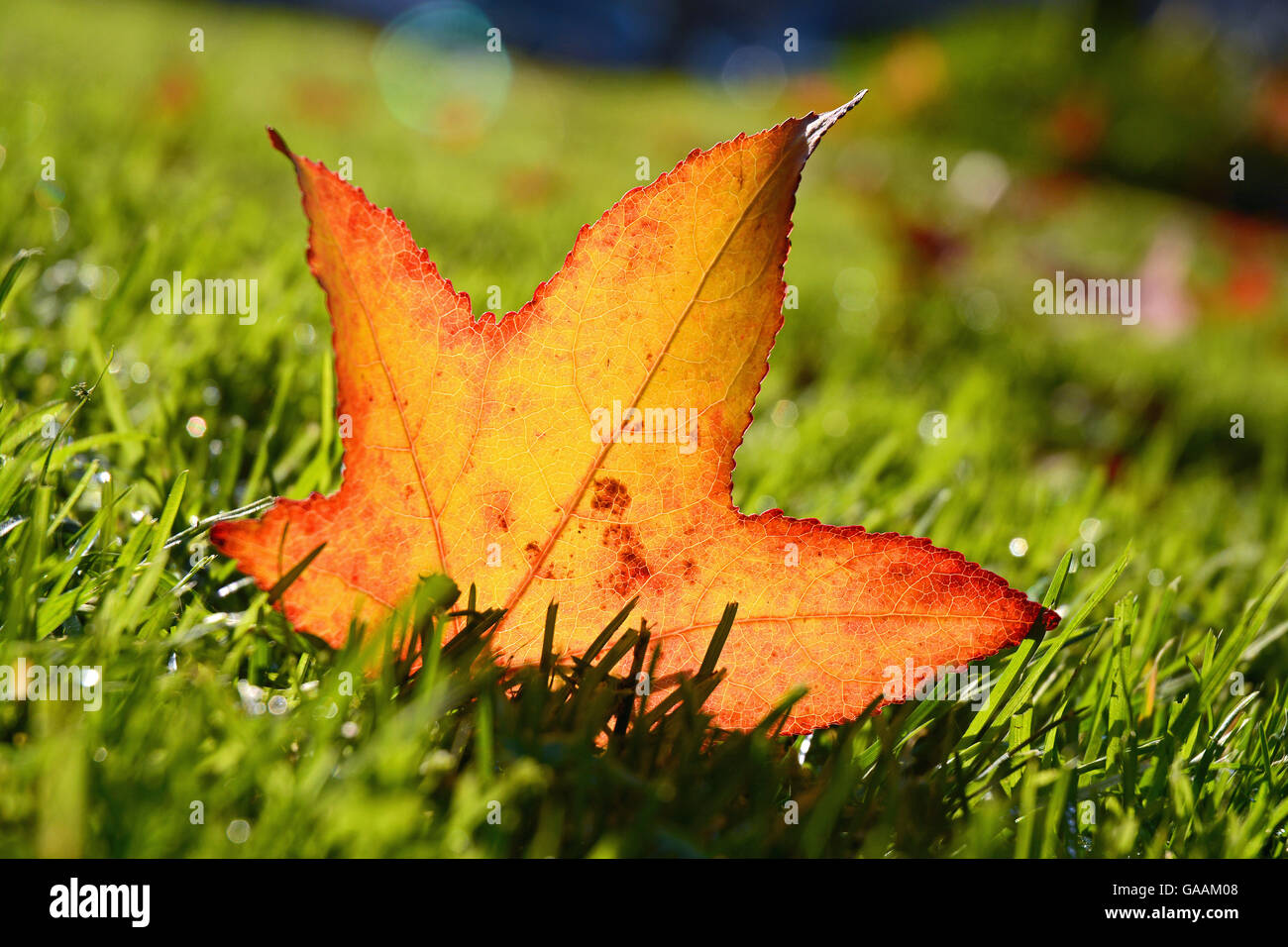 Colorful autumn fall leaves in yellow, orange, red colors in heart ...