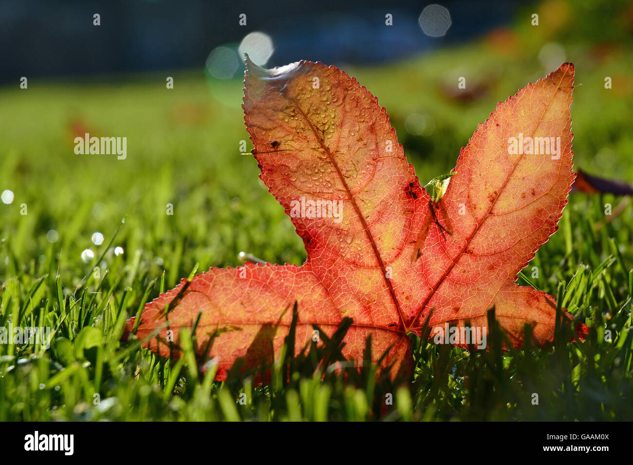 Colorful autumn fall leaves in yellow, orange, red colors in heart ...