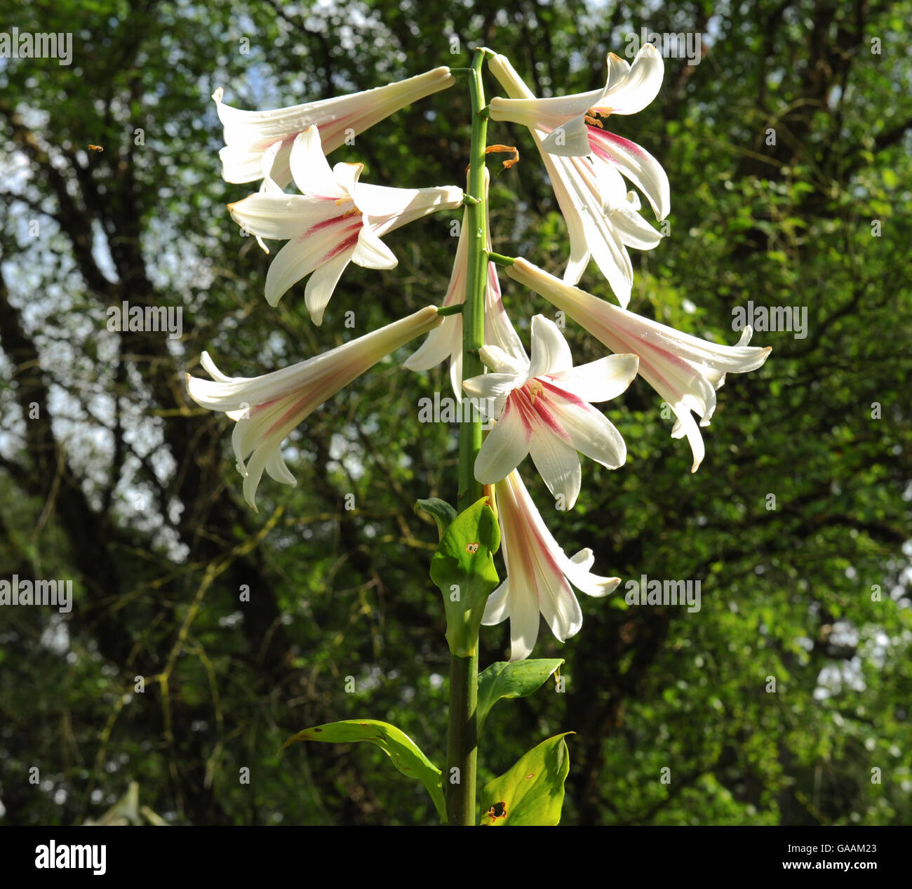 Giant Himalayan Lily (Cardiocrinum giganteum) in the Gardens at Dunham ...